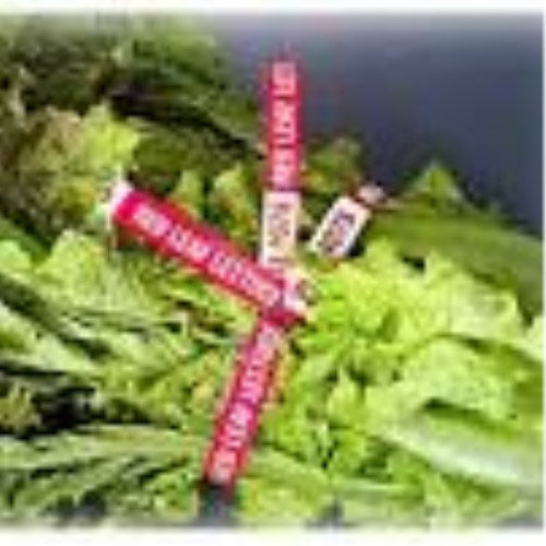 18" Romaine Lettuce Red Tie W/Plu 1000/Pack | Round Eye Supply